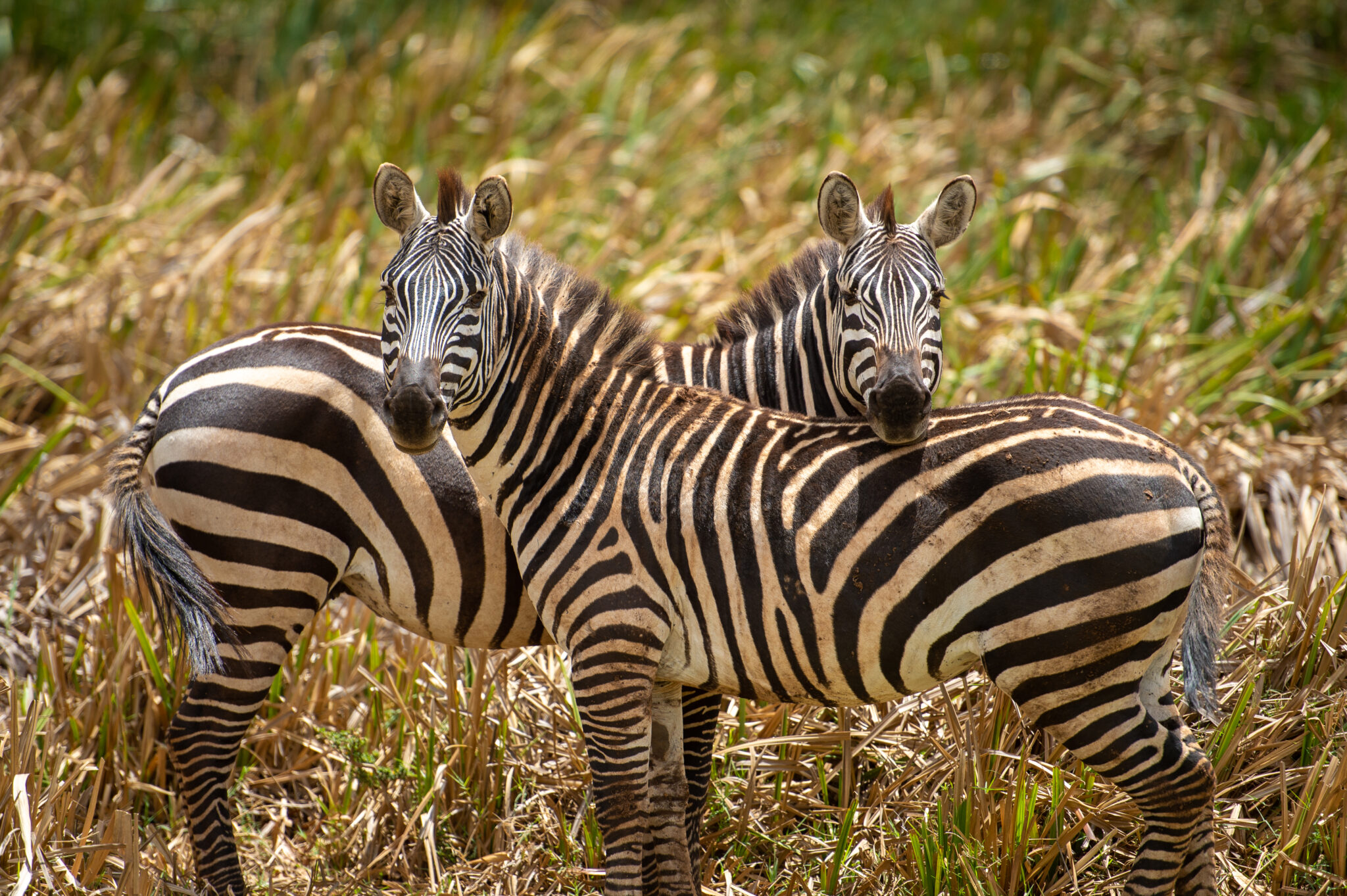 Lewa Wildlife Conservancy: Changing the conservation narrative in ...