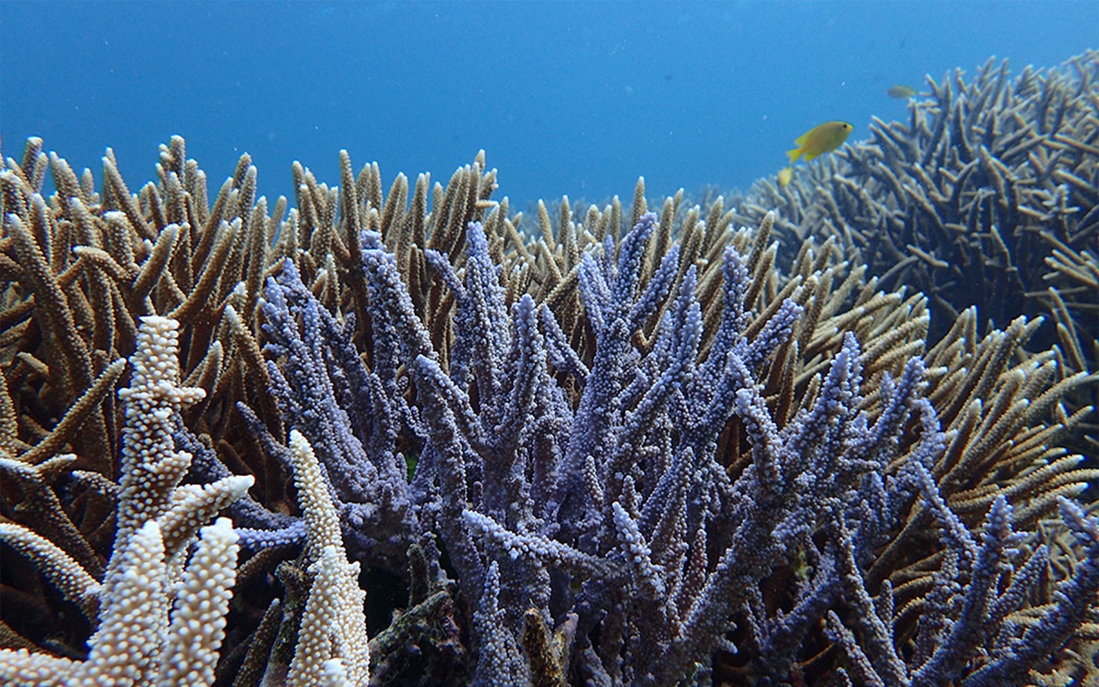 The Smithsonian leads the way to a vibrant coral future - William H ...
